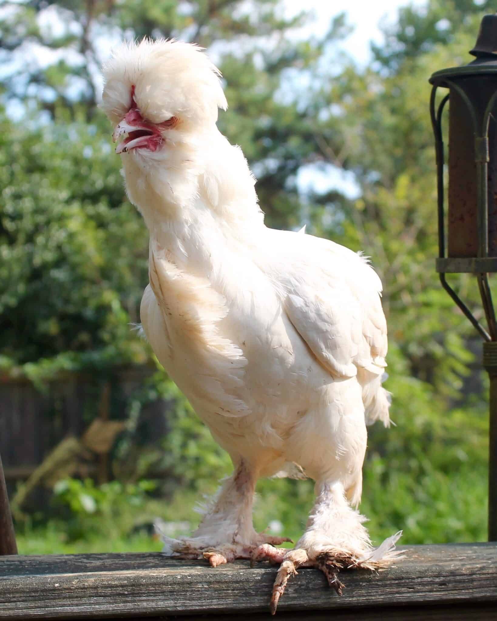 19 Small Chicken Breeds: Ranked by Size