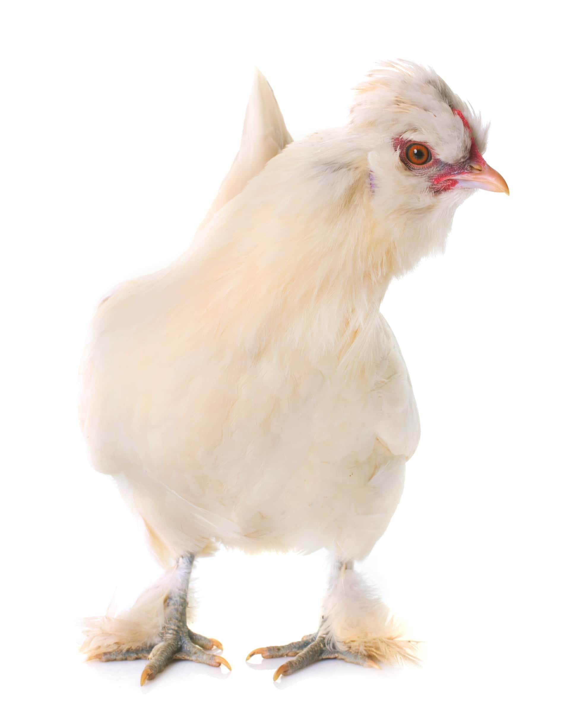 21 Fluffy Chicken Breeds (With Pictures) - Daily Chickens