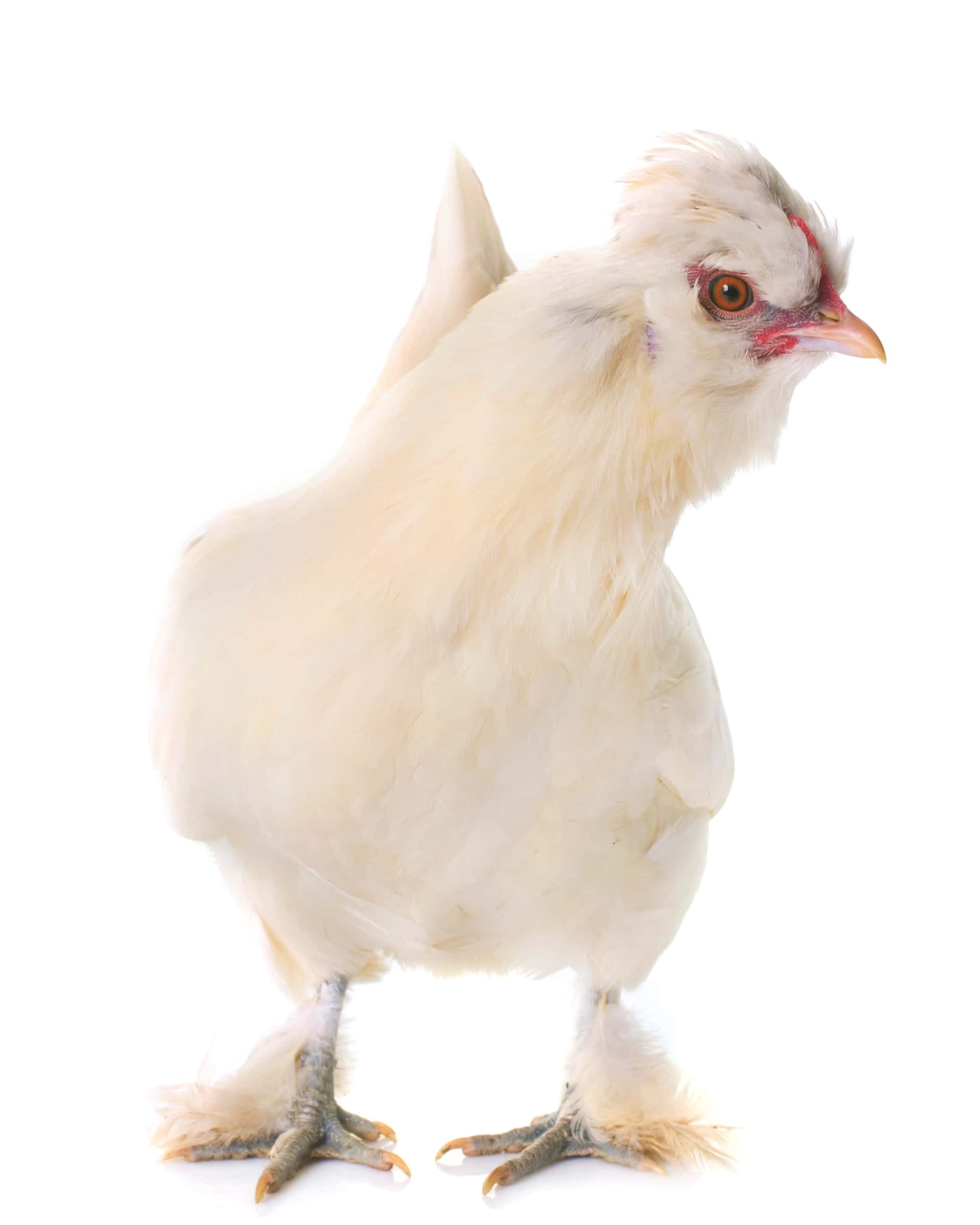 7 Chicken Breeds With Feathered Feet