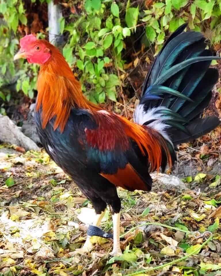 21 Best Fighting Rooster and Gamefowl Breeds