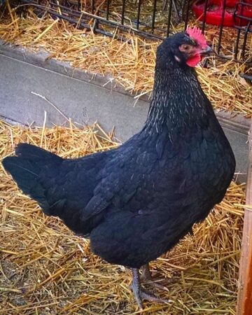 12 Chicken Breeds That Lay Green Eggs