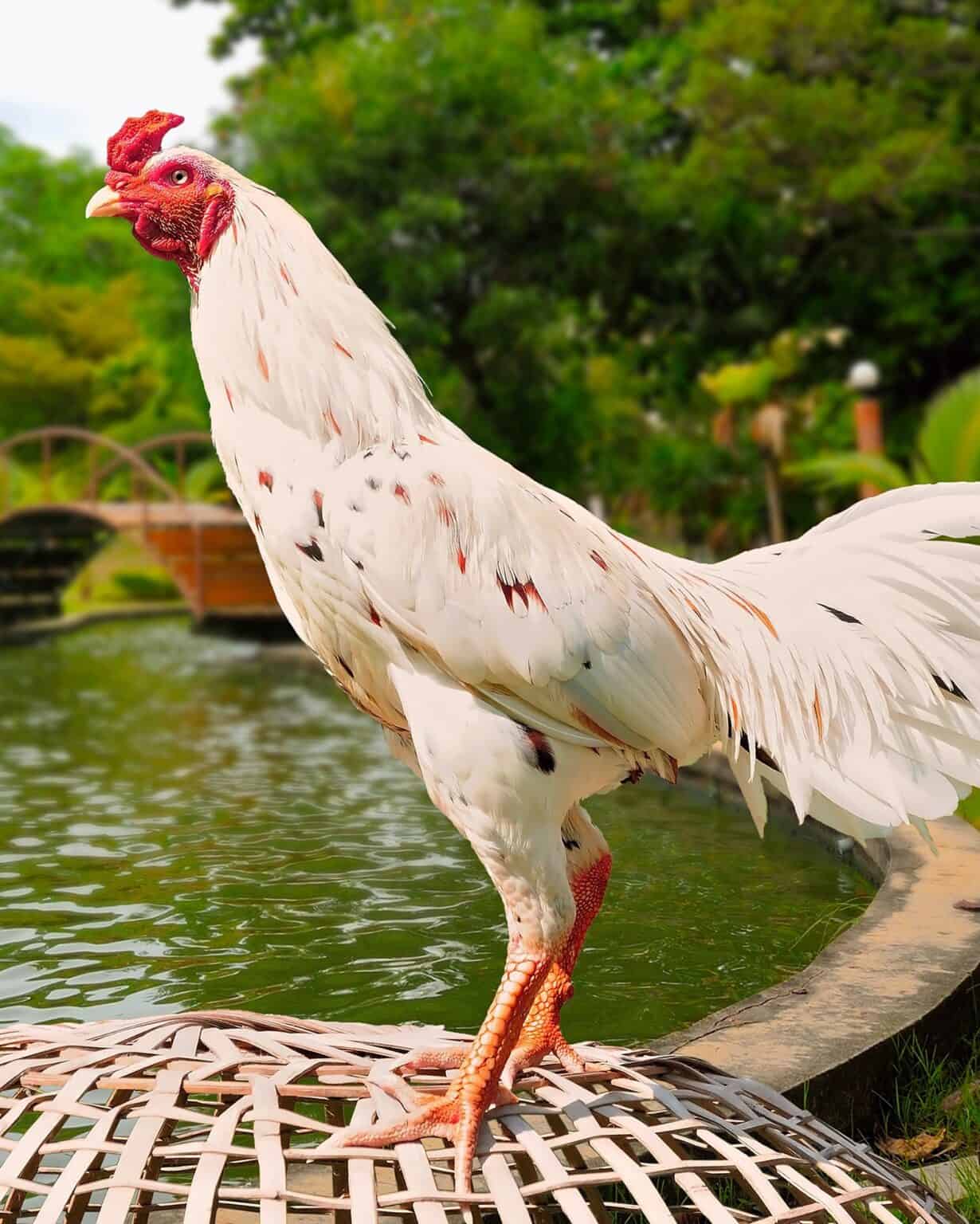 21 Best Fighting Rooster and Gamefowl Breeds