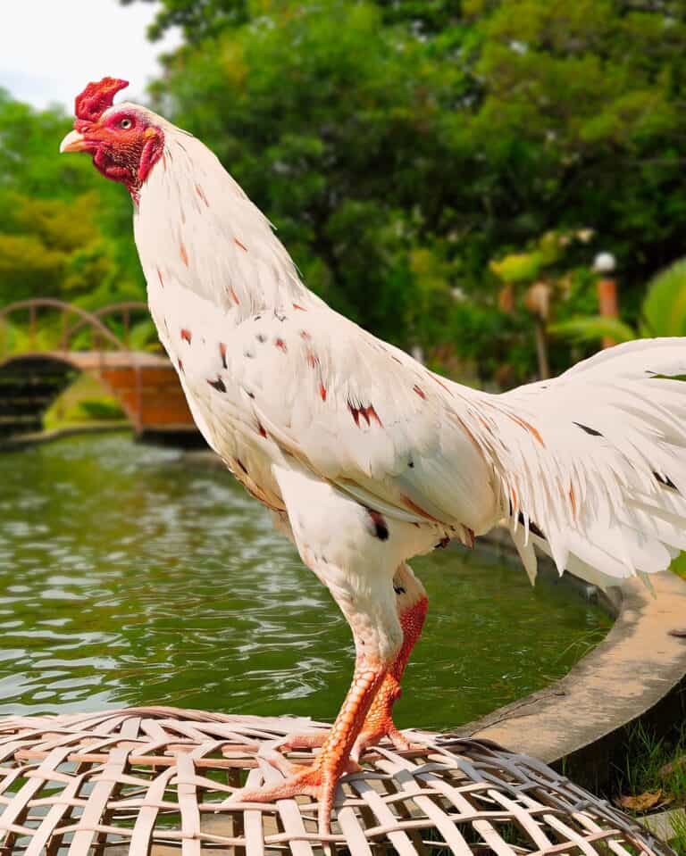 21 Best Fighting Rooster and Gamefowl Breeds