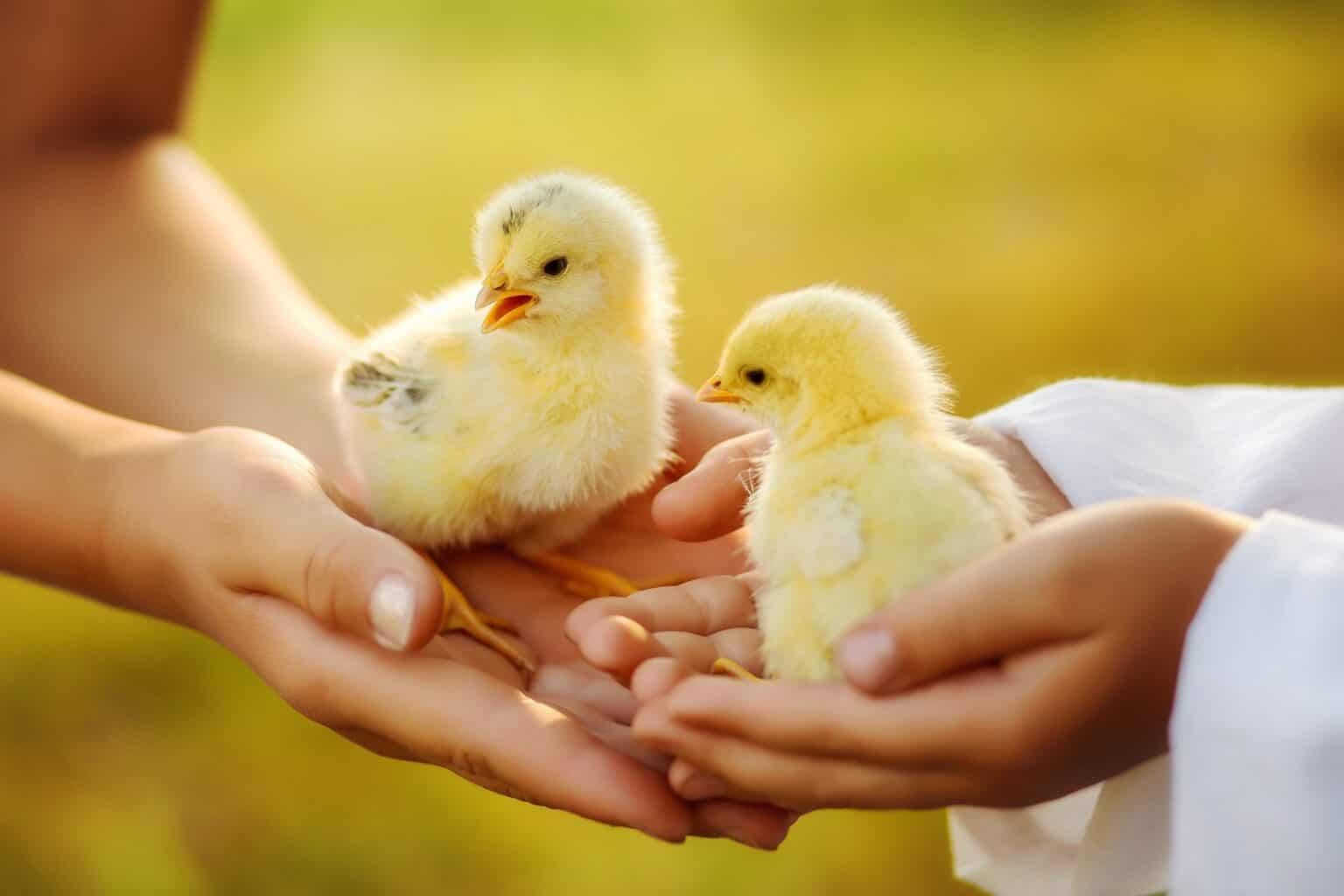 Hatching Chicken Eggs: A Step-by-Step Beginner’s Guide