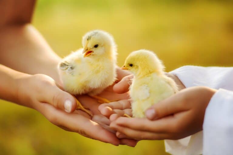 Hatching Chicken Eggs: A Step-by-Step Beginner’s Guide