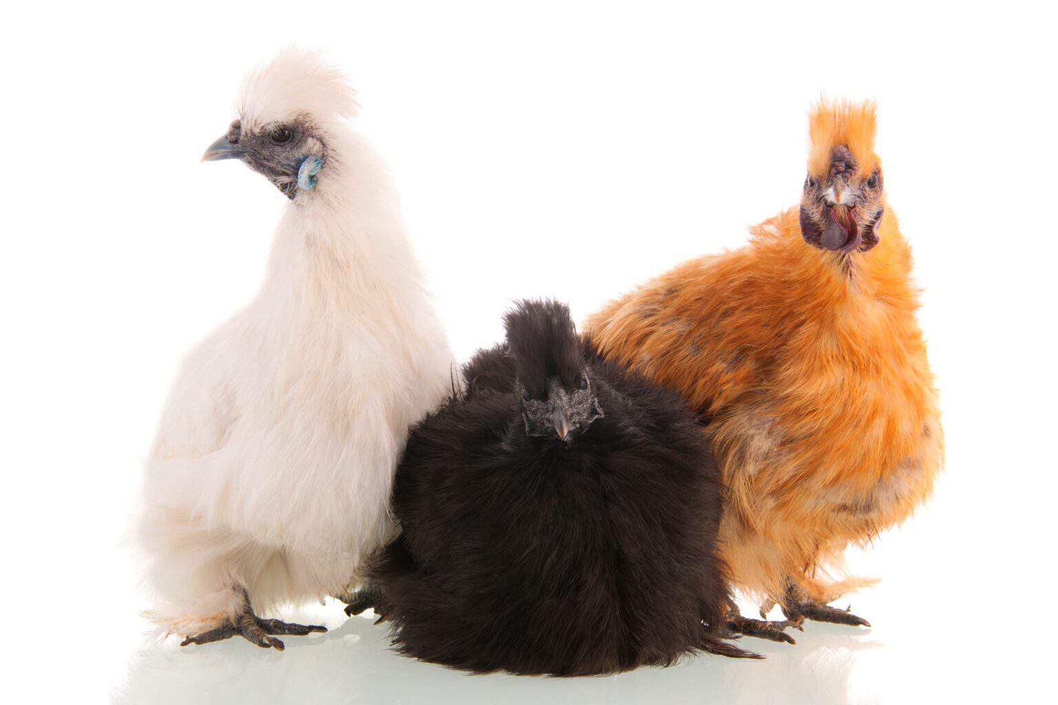 12 Silkie Chicken Colors & Varieties