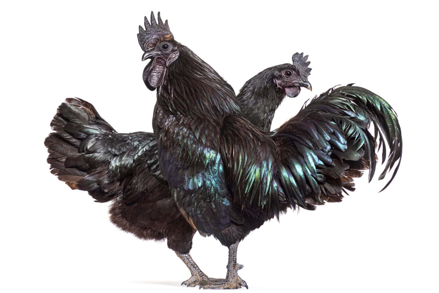 Ayam Cemani: Breed Profile, Egg Laying, Pictures & Facts
