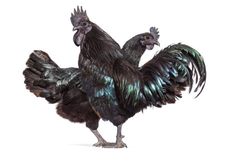 Ayam Cemani: Breed Profile, Egg Laying, Pictures & Facts