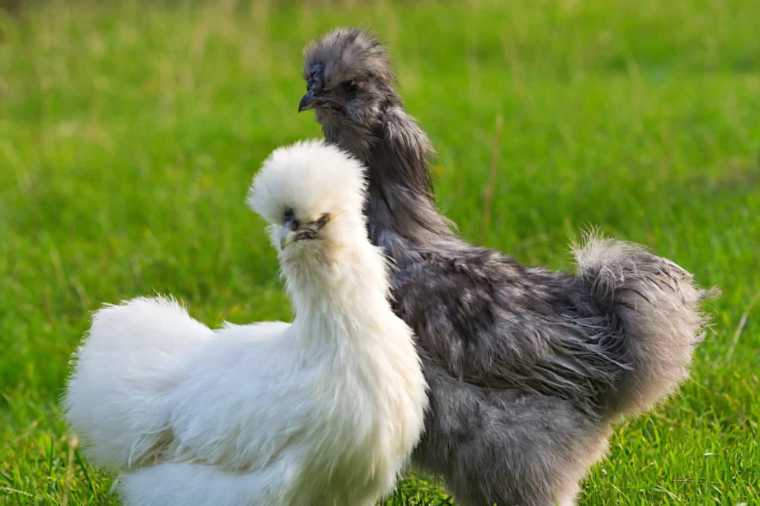12 Silkie Chicken Colors & Varieties