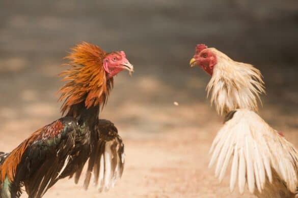 21 Best Fighting Rooster and Gamefowl Breeds