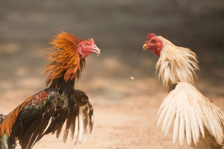 21 Best Fighting Rooster and Gamefowl Breeds