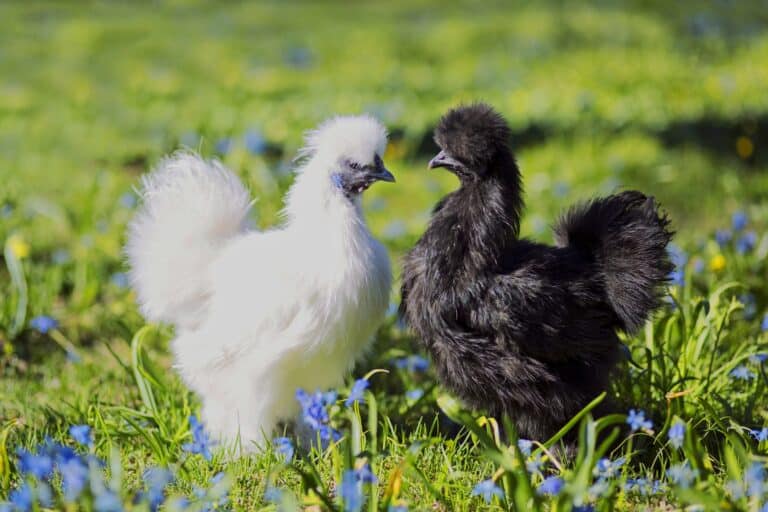 21 Fluffy Chicken Breeds (With Pictures) - Daily Chickens