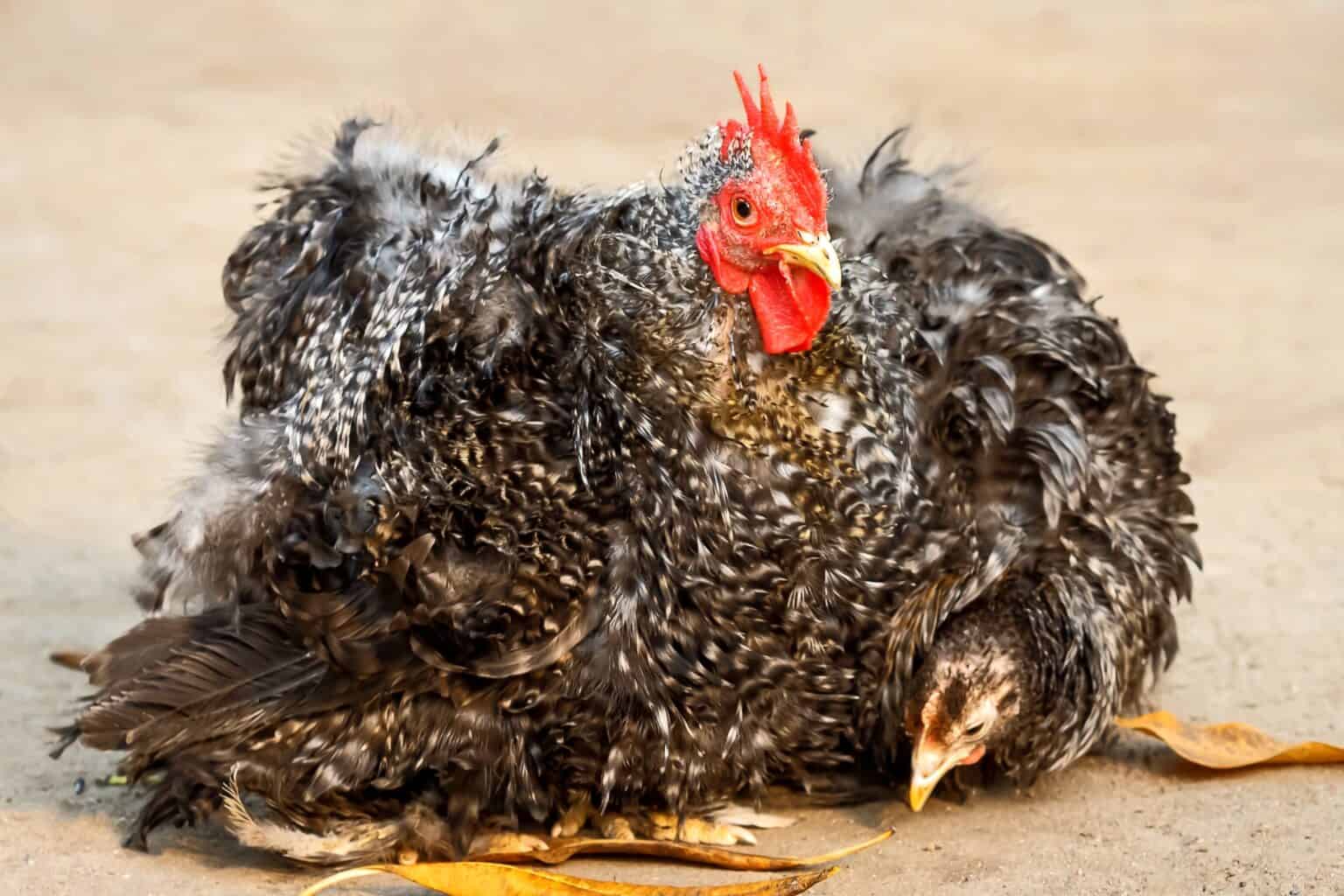 Frizzle Chicken: Appearance, Behavior, Care & Pictures
