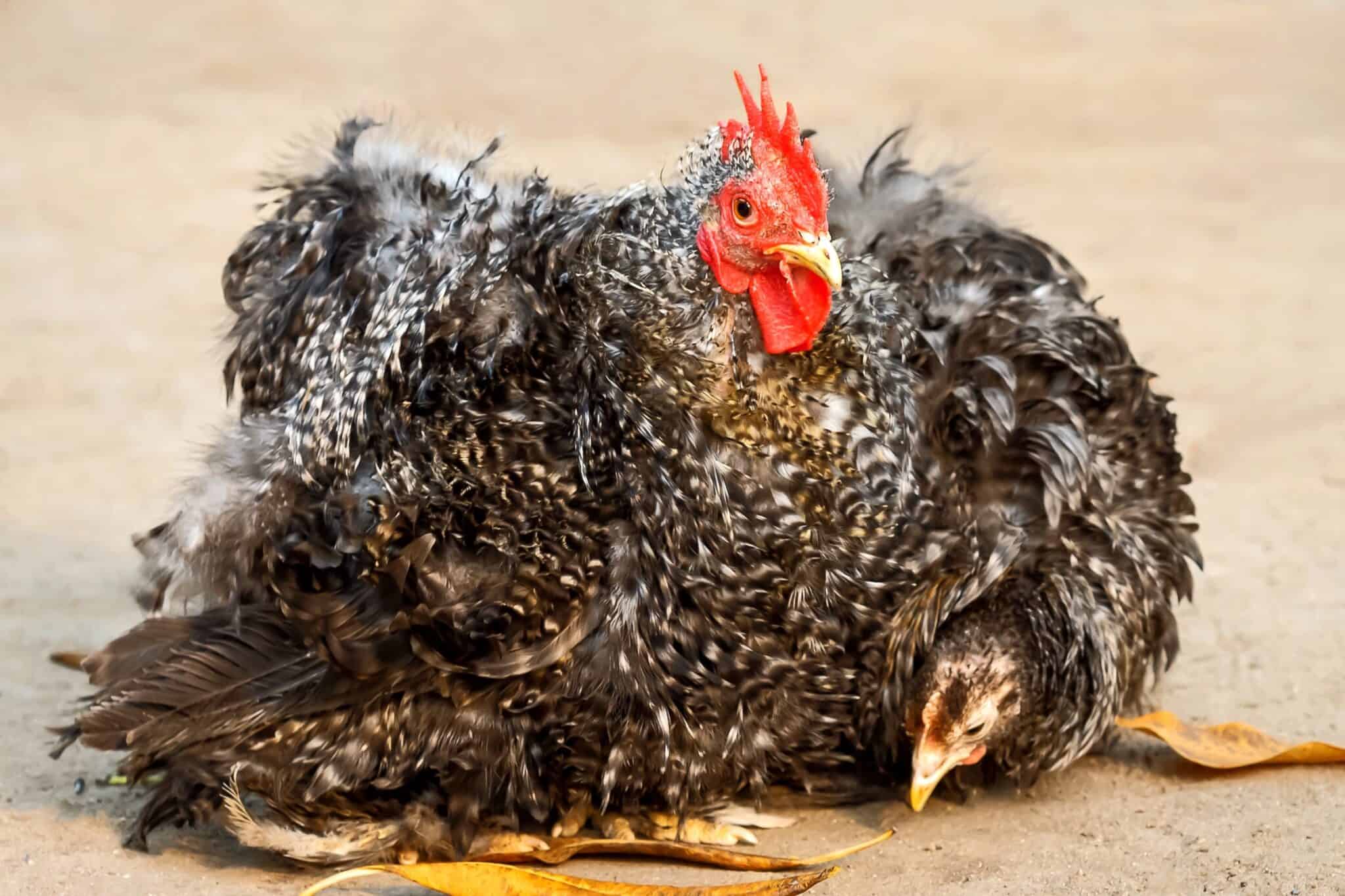 Frizzle Chicken: Appearance, Behavior, Care & Pictures