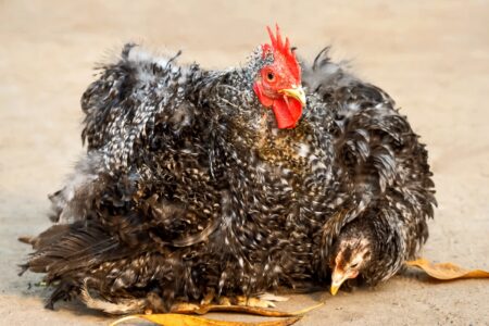 Frizzle Chicken: Appearance, Behavior, Care & Pictures