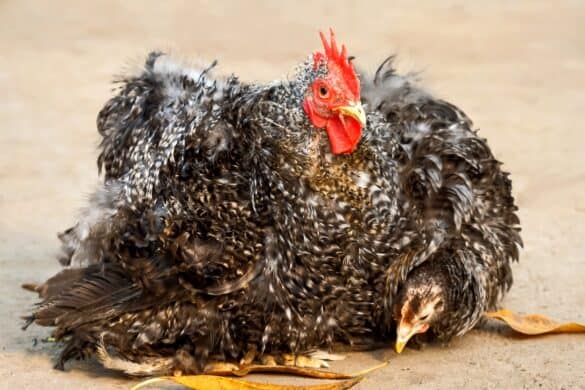 Frizzle Chicken: Appearance, Behavior, Care & Pictures