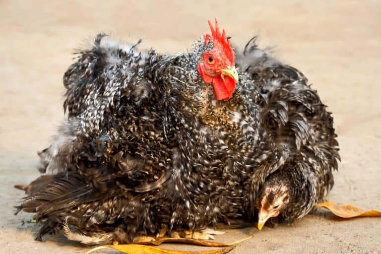 Frizzle Chicken: Appearance, Behavior, Care & Pictures