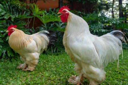 Top 22 Largest Chicken Breeds (Ranked by Size)