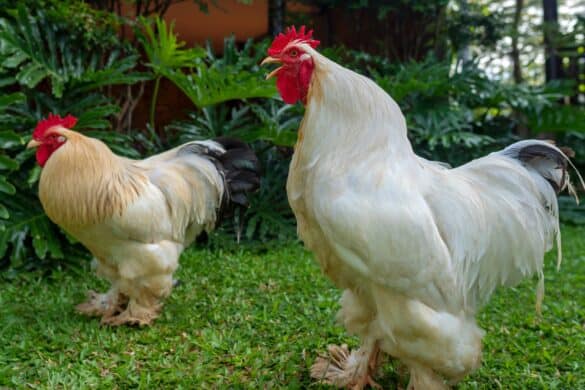 Top 22 Largest Chicken Breeds (Ranked by Size)