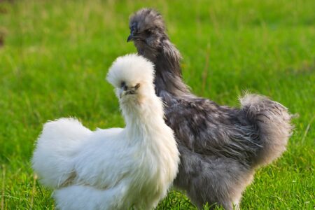 19 Small Chicken Breeds: Ranked by Size