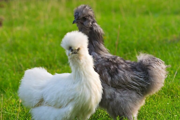 19 Small Chicken Breeds: Ranked by Size