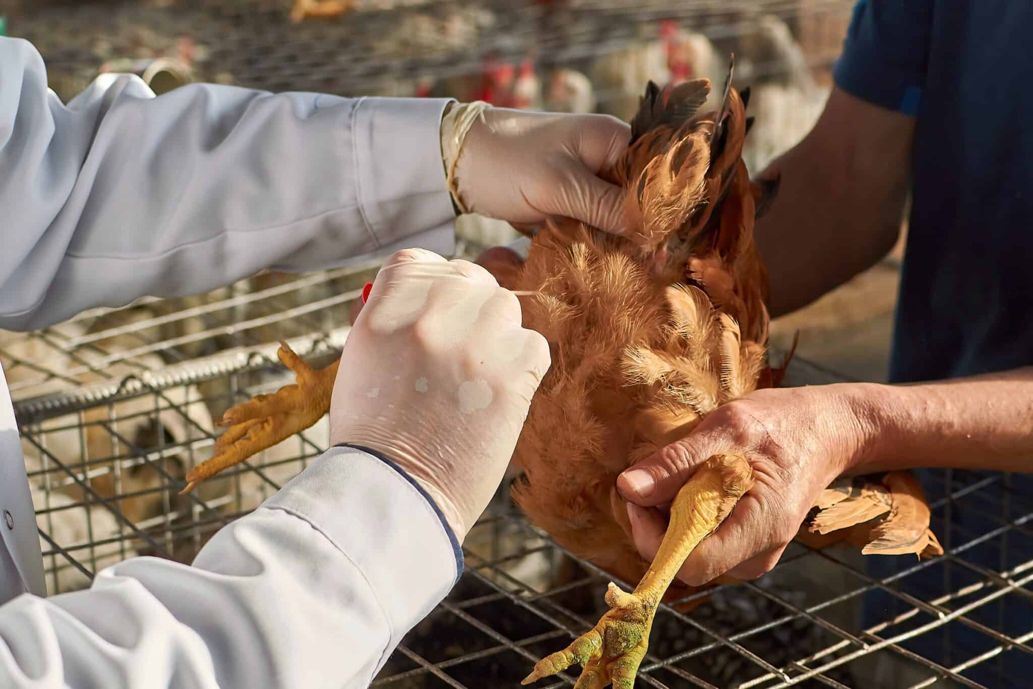 Chicken Poop Guide: Is Your Chicken's Poop Normal?