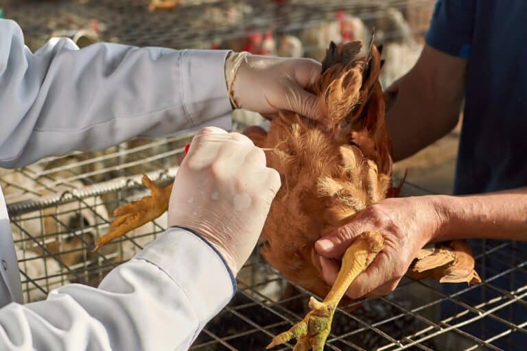 Chicken Poop Guide: Is Your Chicken's Poop Normal?