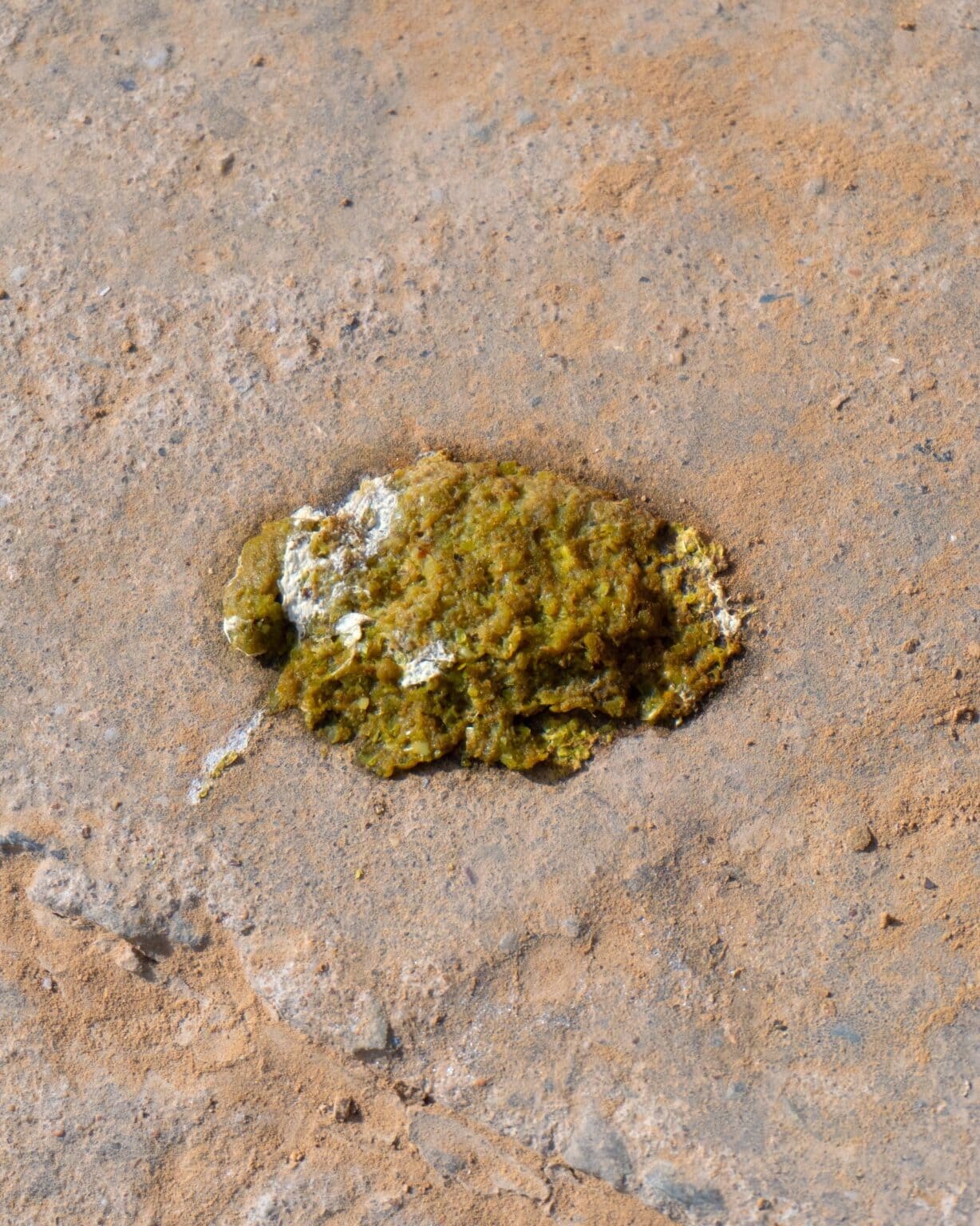 Chicken Poop Guide: Is Your Chicken's Poop Normal?