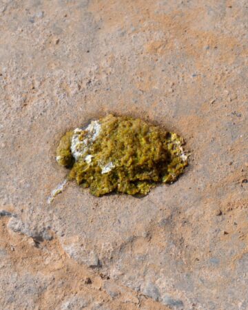 Chicken Poop Guide: Is Your Chicken's Poop Normal?