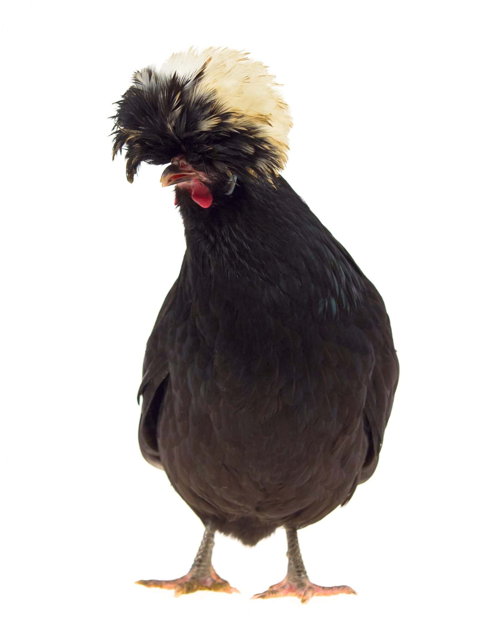 24 Stunning Black Chicken Breeds