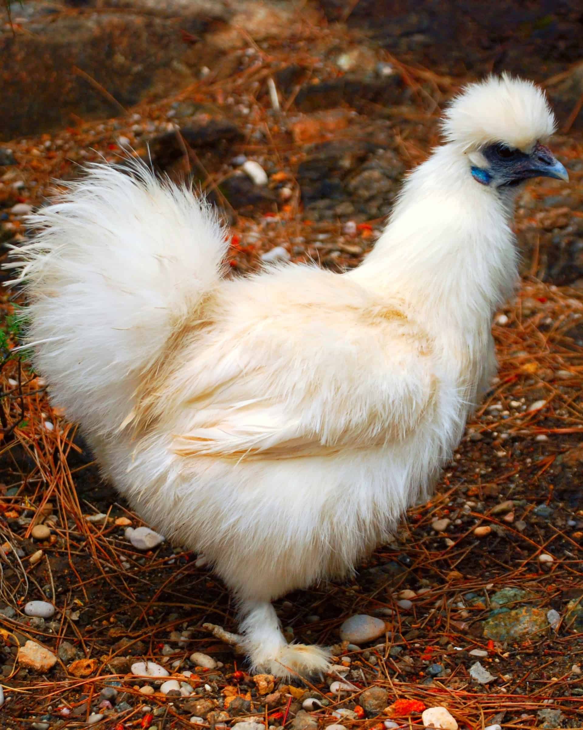 12 Silkie Chicken Colors & Varieties