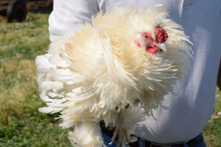 Frizzle Chicken: Appearance, Behavior, Care & Pictures