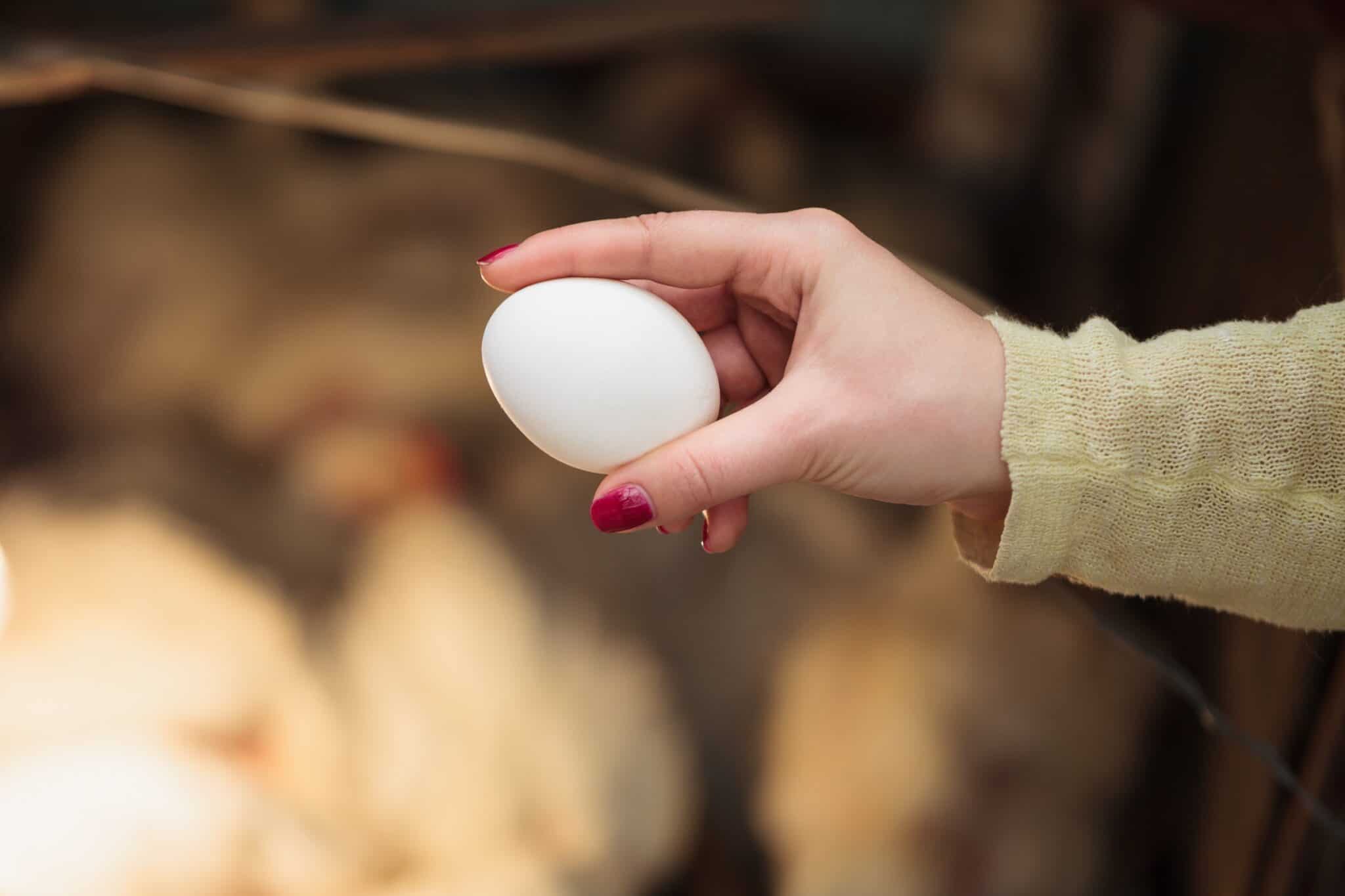 Hatching Chicken Eggs: A Step-by-Step Beginner’s Guide