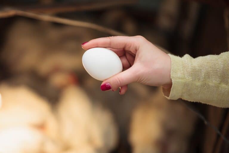 Hatching Chicken Eggs: A Step-by-Step Beginner’s Guide