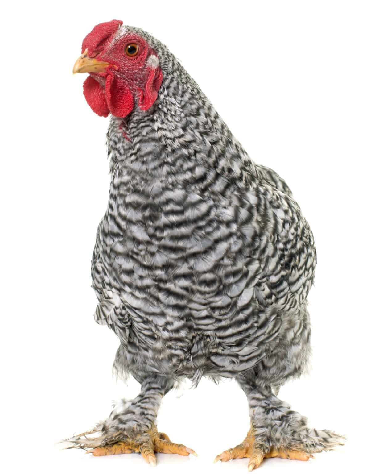 23 Popular Bantam Chicken Breeds