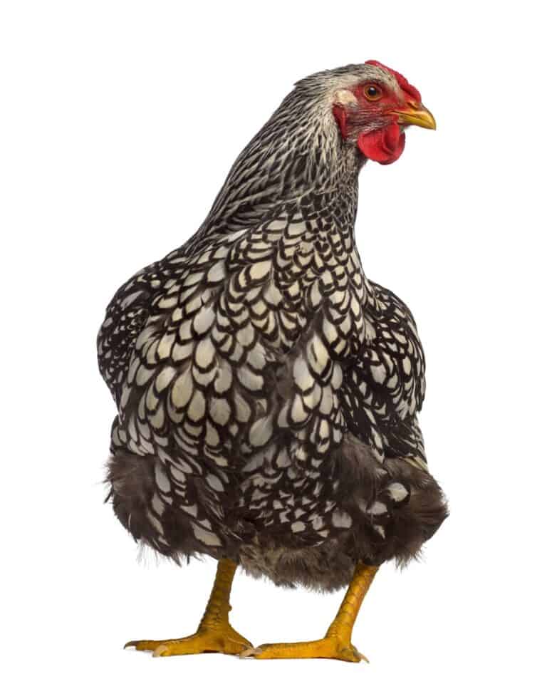 21 Fluffy Chicken Breeds (With Pictures) - Daily Chickens