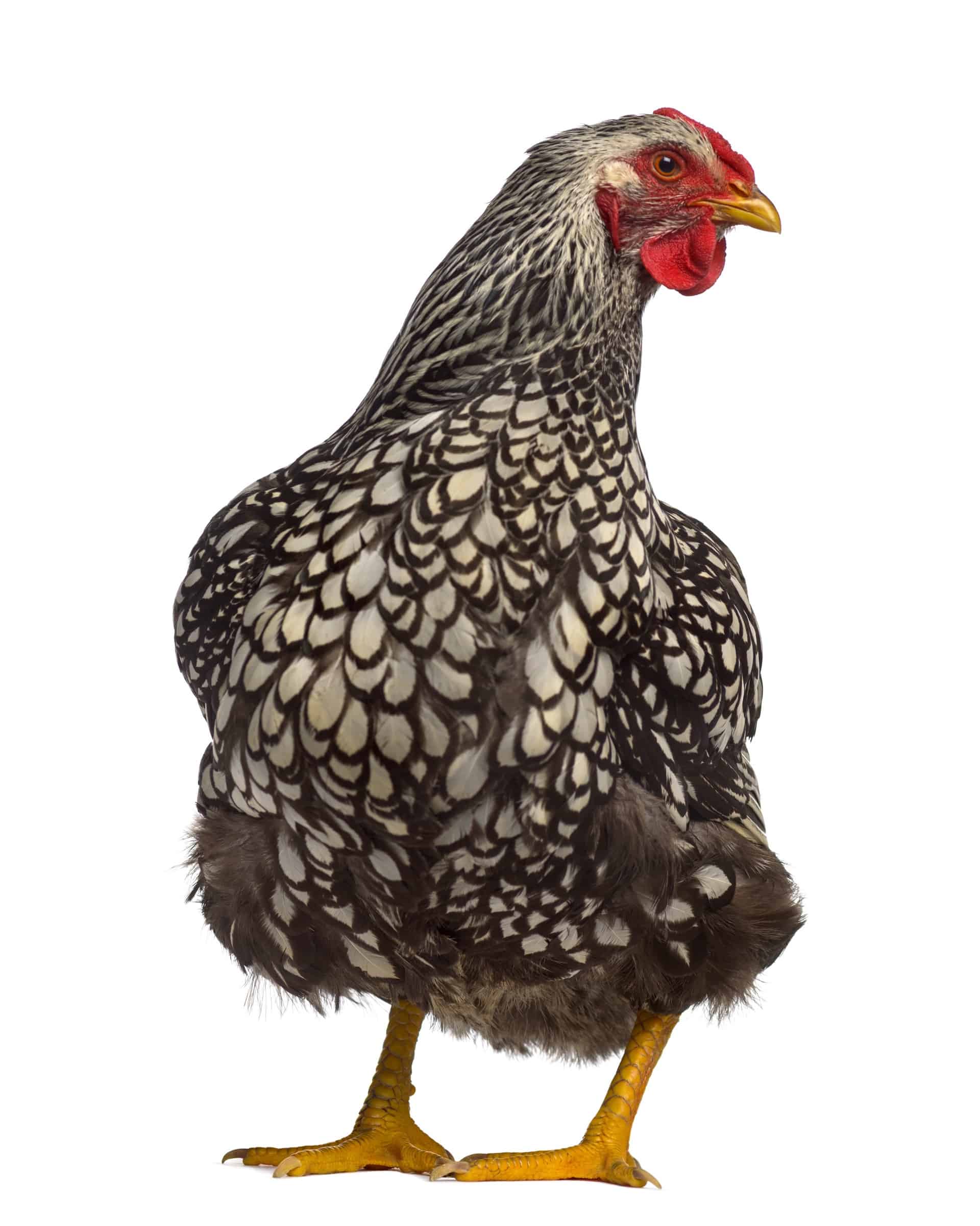 21 Fluffy Chicken Breeds (With Pictures) - Daily Chickens