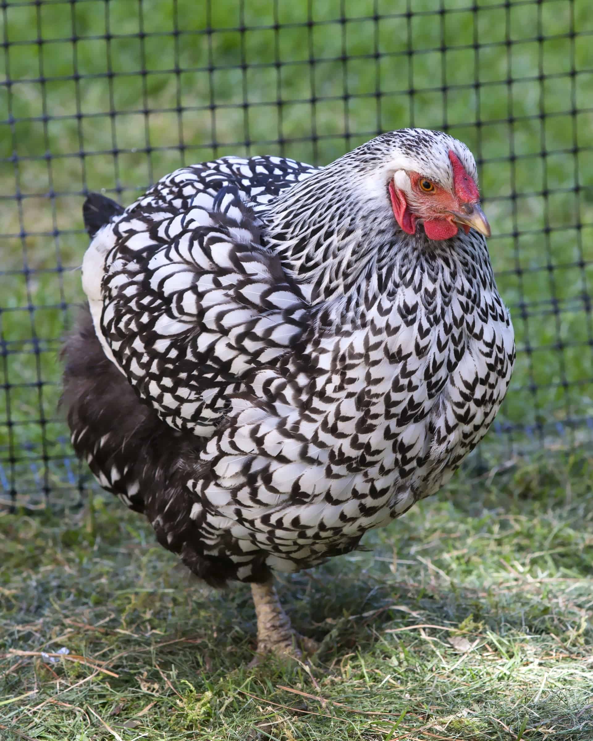 20 Best Chicken Breeds for Eggs (Ranked by Egg Yield)