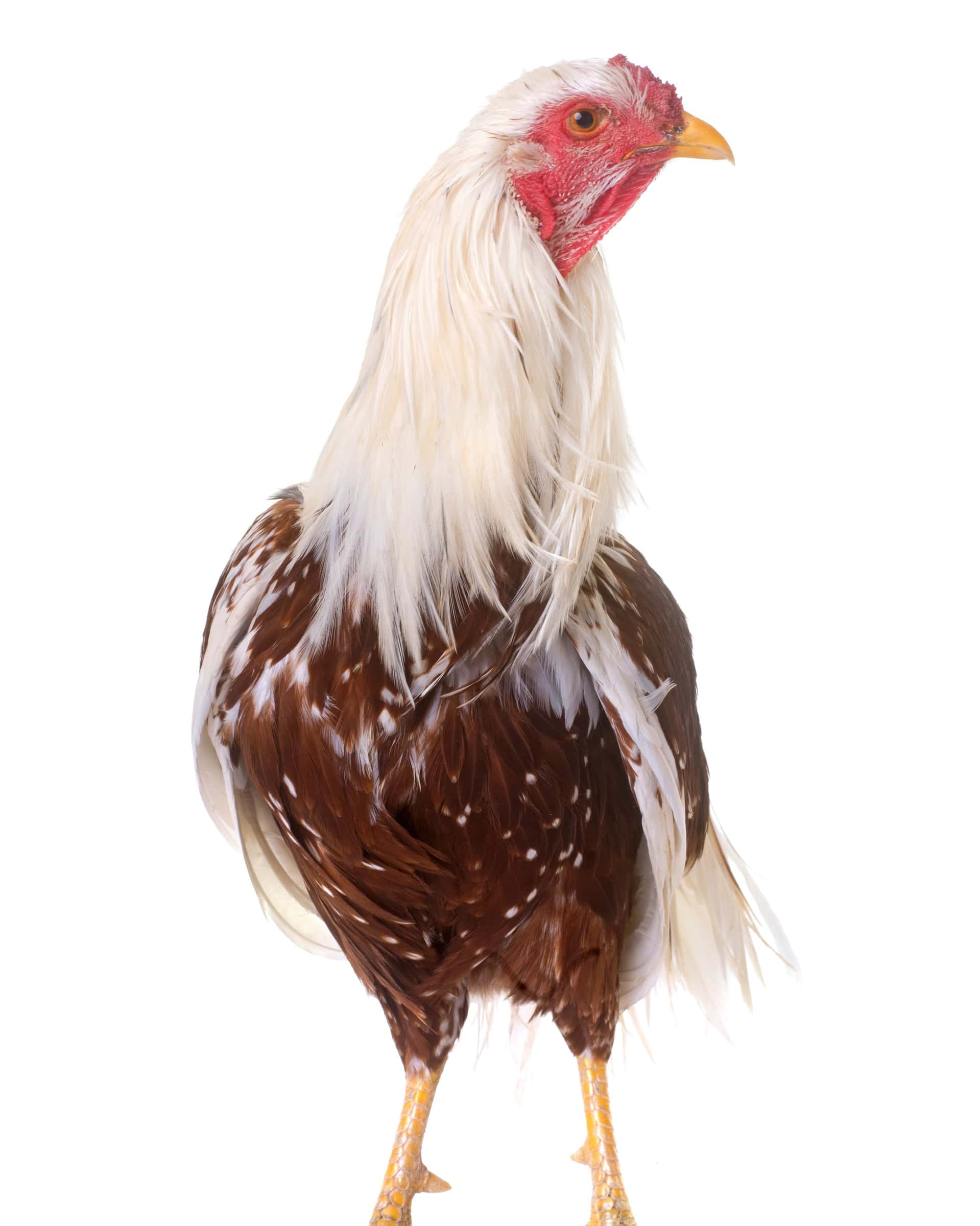 21 Fluffy Chicken Breeds (With Pictures) - Daily Chickens