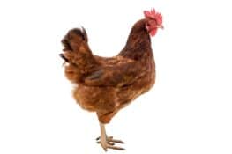 When Do Chickens Start Laying Eggs? - 7 Key Signs