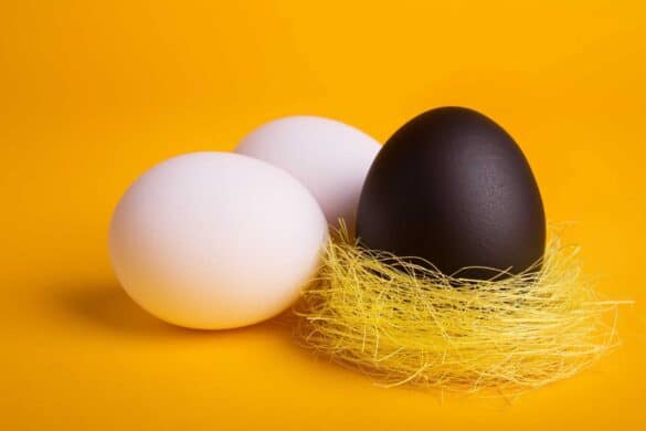 How Are Chicken Eggs Fertilized? - 13 Most Asked Questions