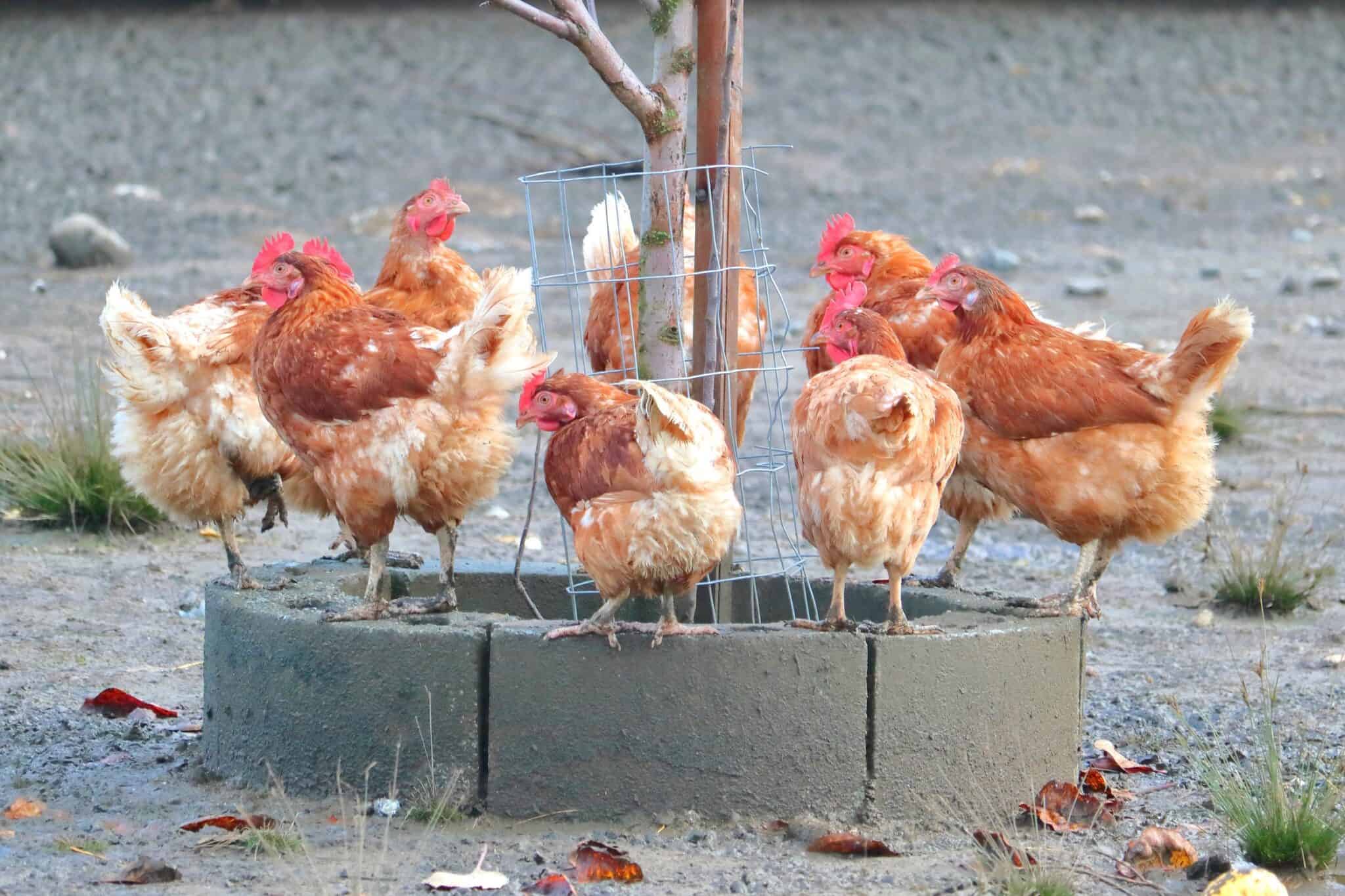 Golden Comet Chicken: Breed Profile, Facts & Pictures