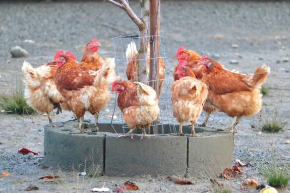 Golden Comet Chicken: Breed Profile, Facts & Pictures