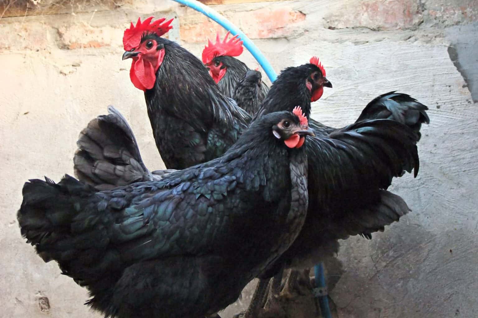 Jersey Giant Chicken: Breed Profile, Facts & Pictures