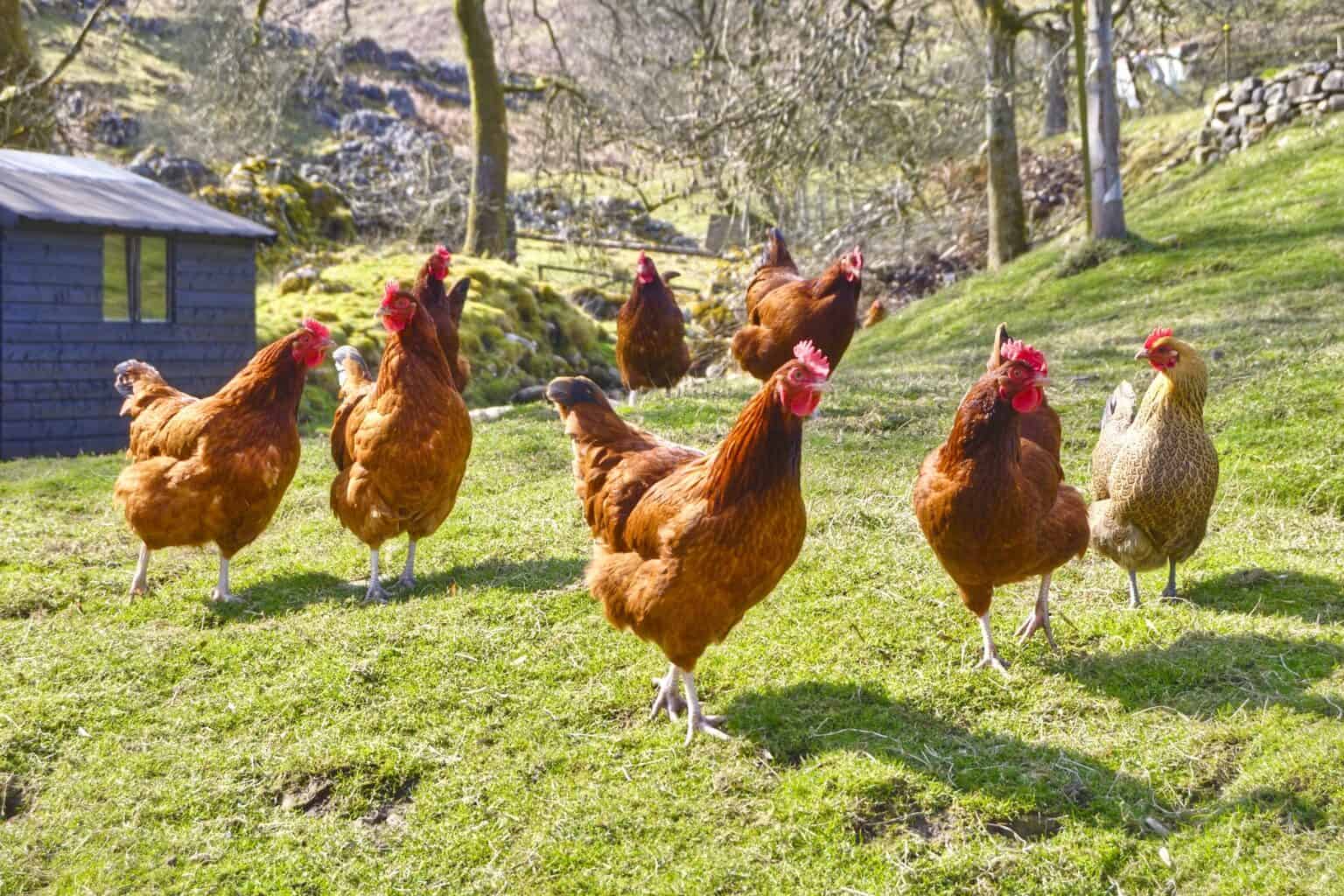 What Is a Group of Chickens Called? - Chicken Terms Explained