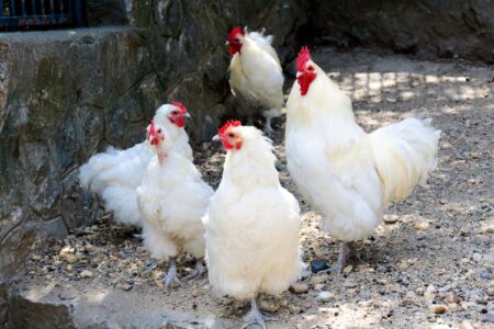 What Is a Group of Chickens Called? - Chicken Terms Explained