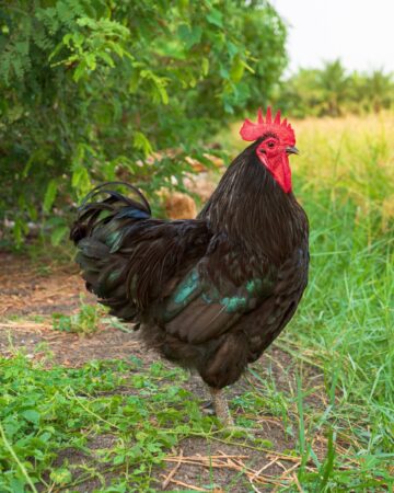 19 Best Rooster Breeds for Your Flock (With Pictures!)