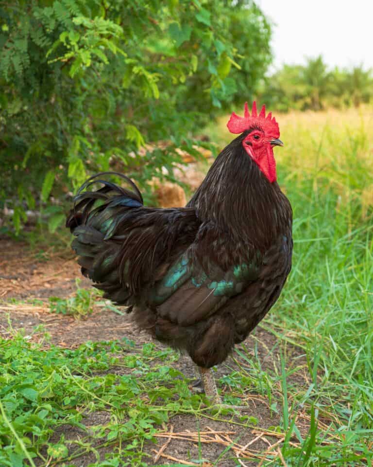 19 Best Rooster Breeds for Your Flock (With Pictures!)