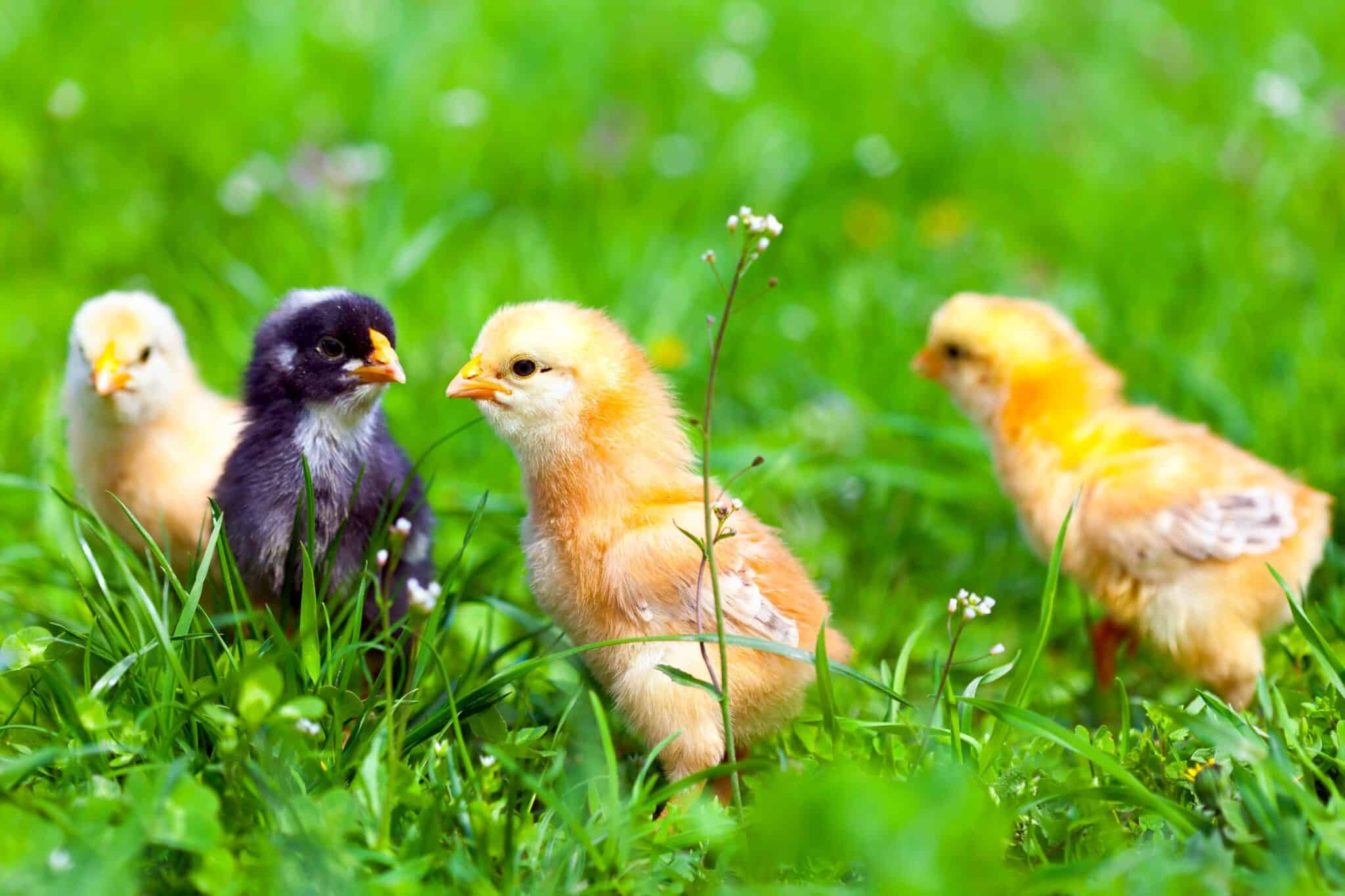 When Can Baby Chicks Go Outside? (A Complete Guide)
