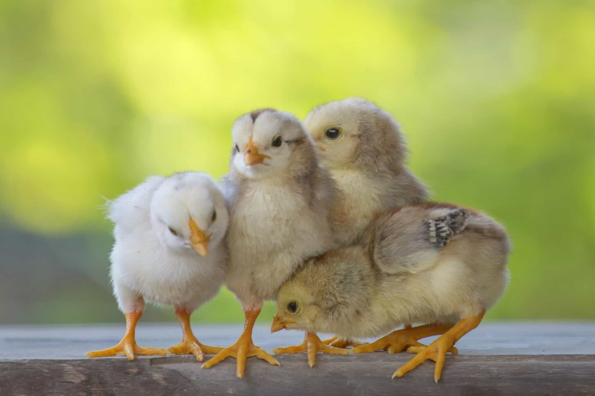 When Can Baby Chicks Go Outside? (A Complete Guide)